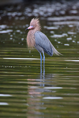 Reddish Egret | Vincent Mistretta's Blog