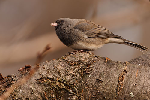 Dark Eyed Junco's | Vincent Mistretta's Blog