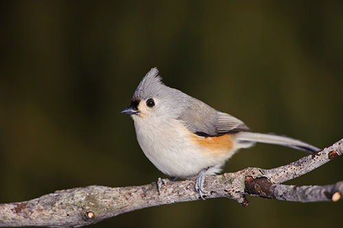 First Bird Images from Effortless Bird Feeder | Vincent Mistretta's Blog