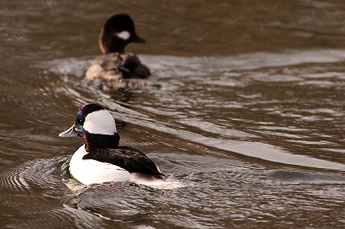 Bufflehead | Vincent Mistretta's Blog