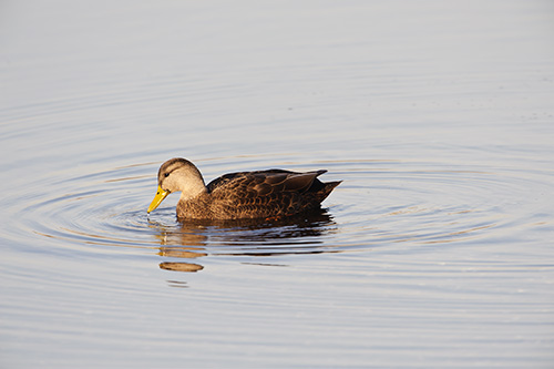 American Black Ducks | Vincent Mistretta's Blog