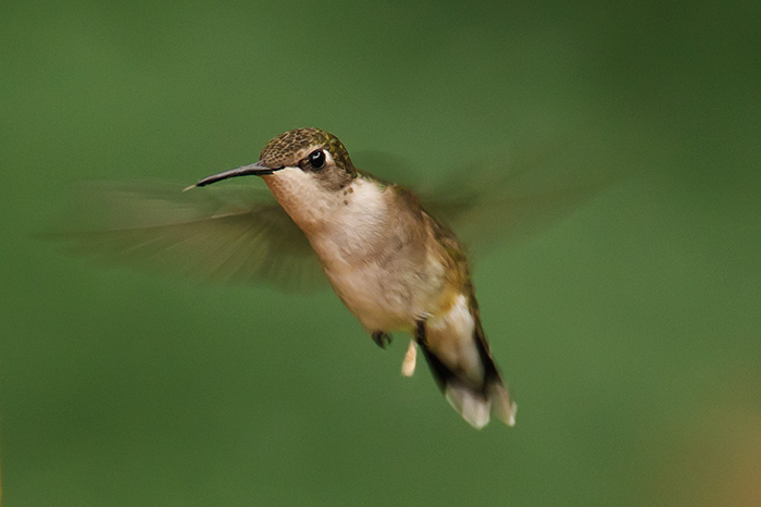 Monday Musings - Backlit Hummingbird | Vincent Mistretta's Blog