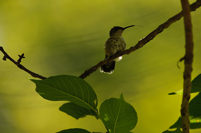 Monday Musings - Backlit Hummingbird | Vincent Mistretta's Blog