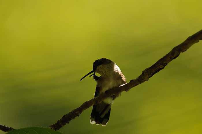 Monday Musings - Backlit Hummingbird | Vincent Mistretta's Blog