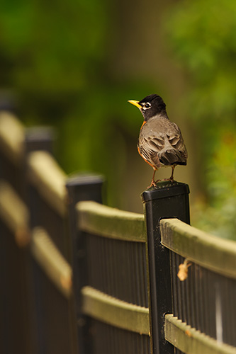 American Robin, Connecticut's State Bird | Vincent Mistretta's Blog