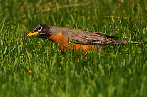 American Robin, Connecticut's State Bird | Vincent Mistretta's Blog