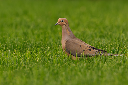 Mourning Dove Profile | Vincent Mistretta's Blog